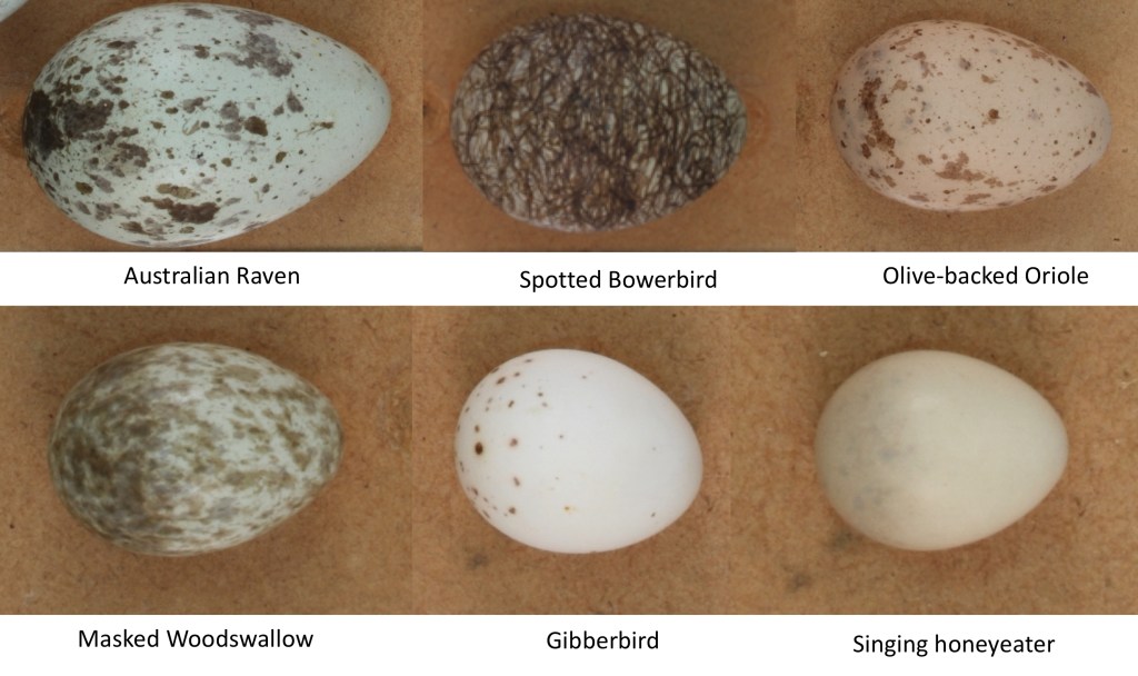 Egg-shape and climate – Griffith Ecology Lab