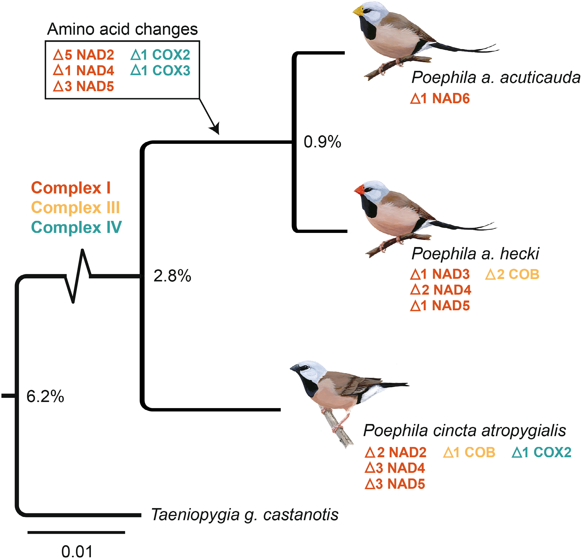 Griffith Ecology Lab – Understanding avian ecology in Australia…. the ...