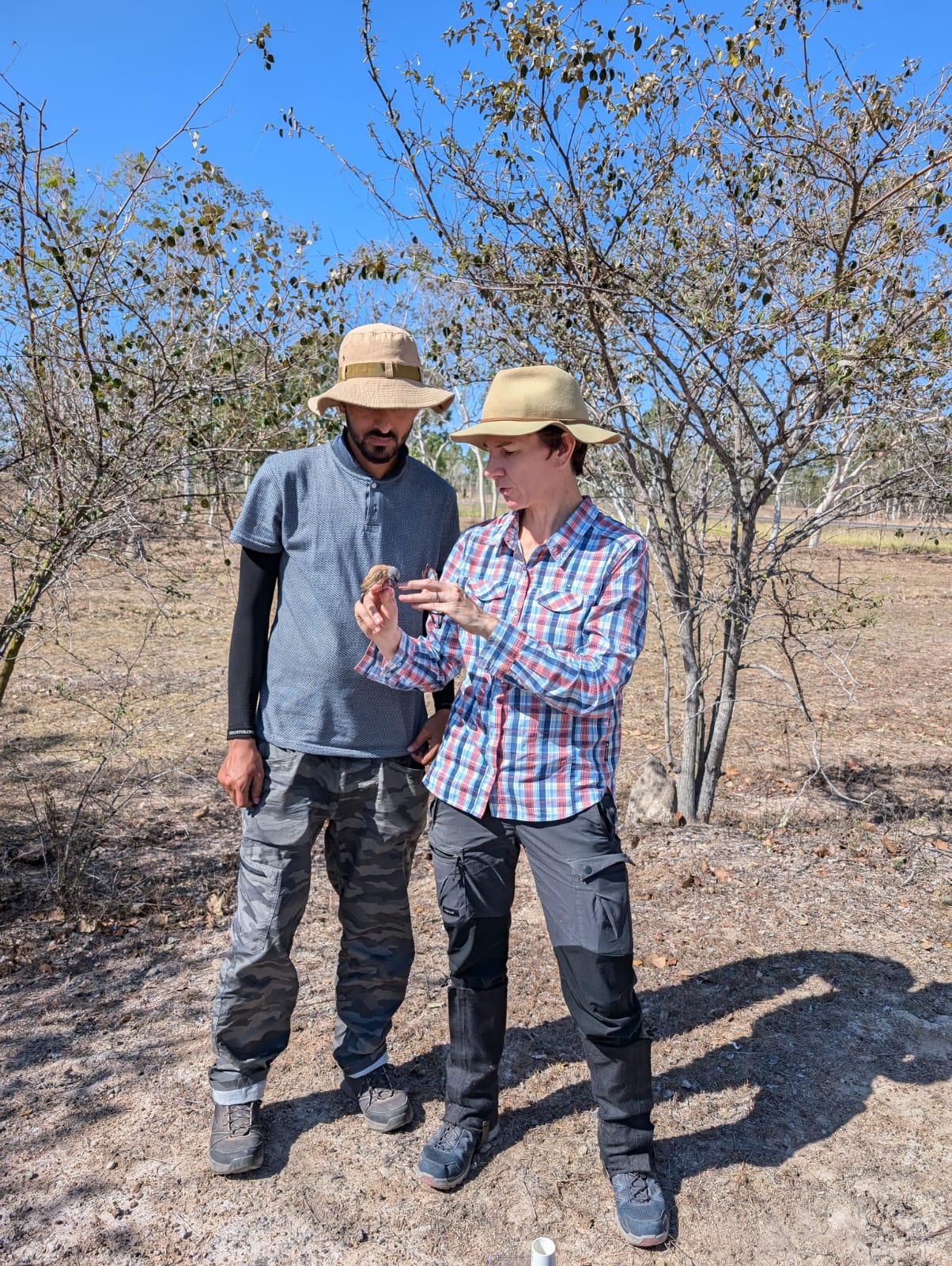 Southern Black-throated finch work – Griffith Ecology Lab